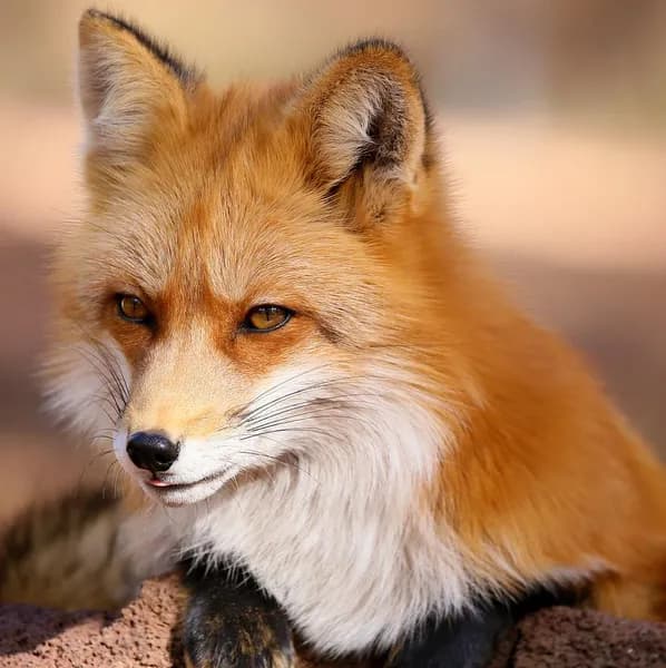 Birefnet Segmentation